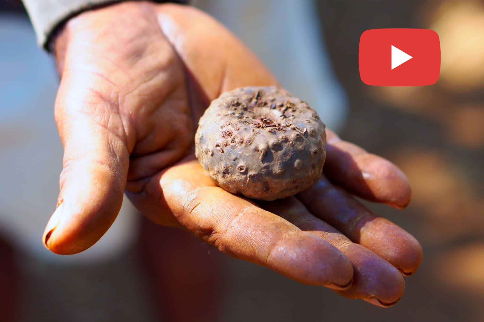 Konjac | Timor-Leste - Market Development Facility