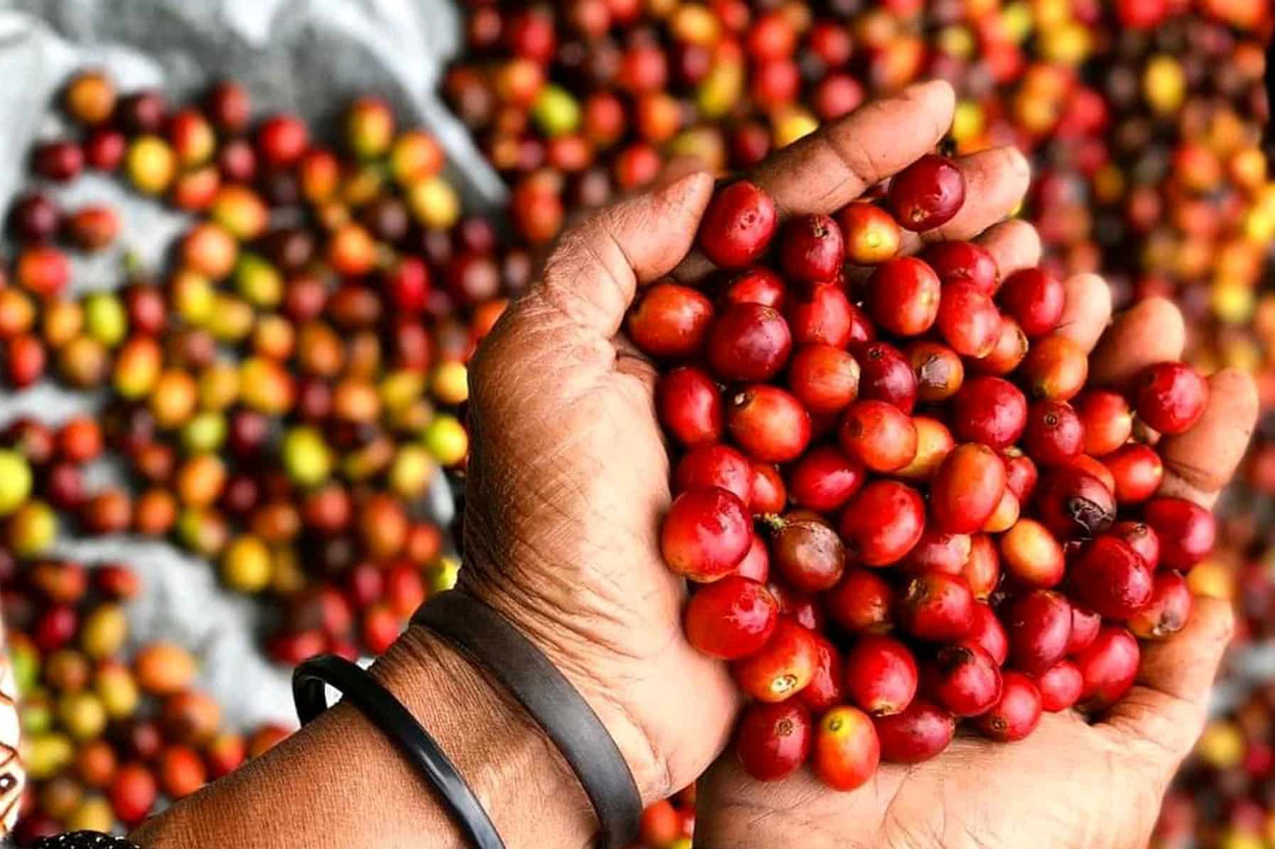 MDF Coffee - Supporting Inclusive Value Chains