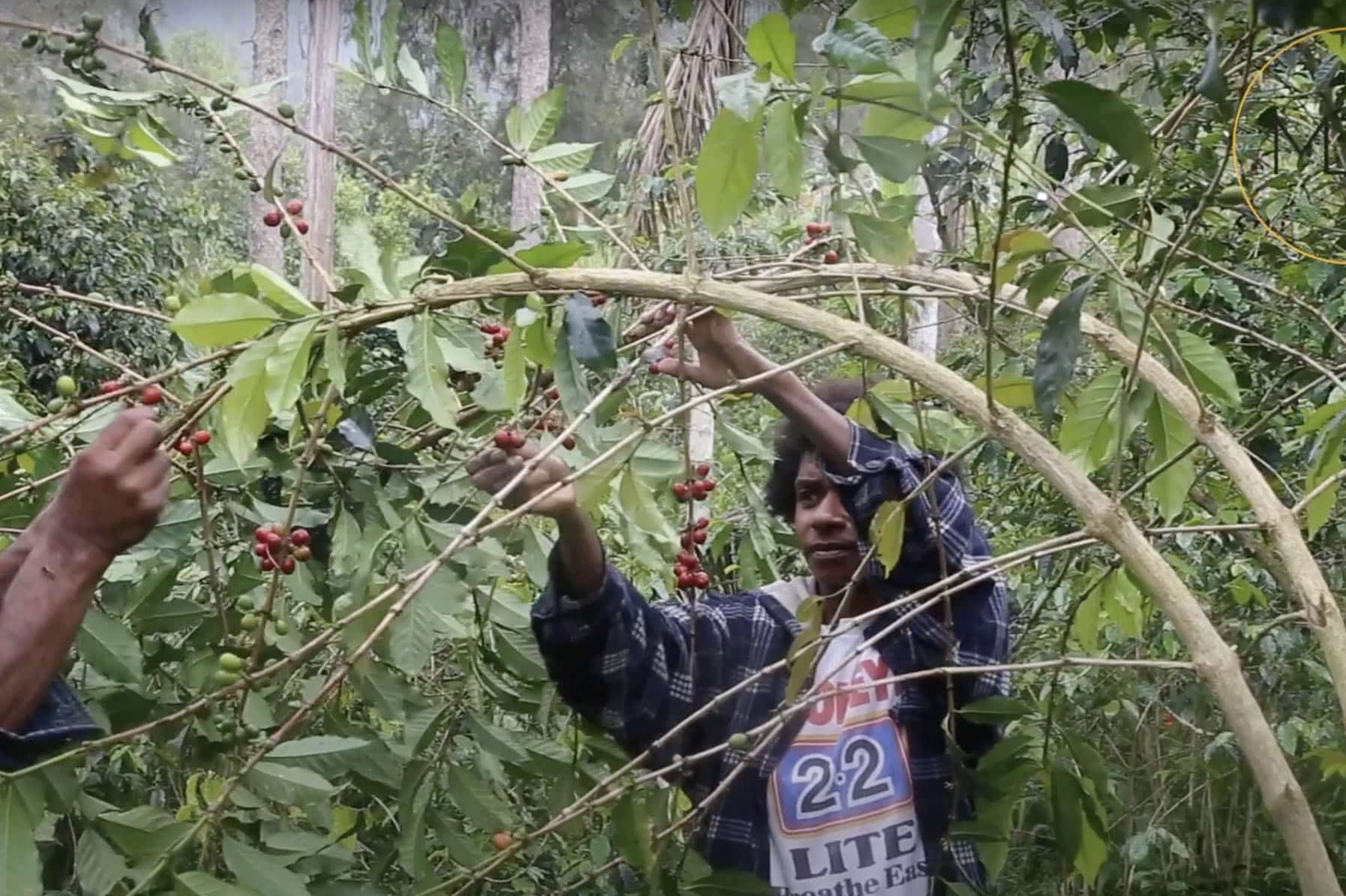 MDF Coffee - Supporting Inclusive Value Chains