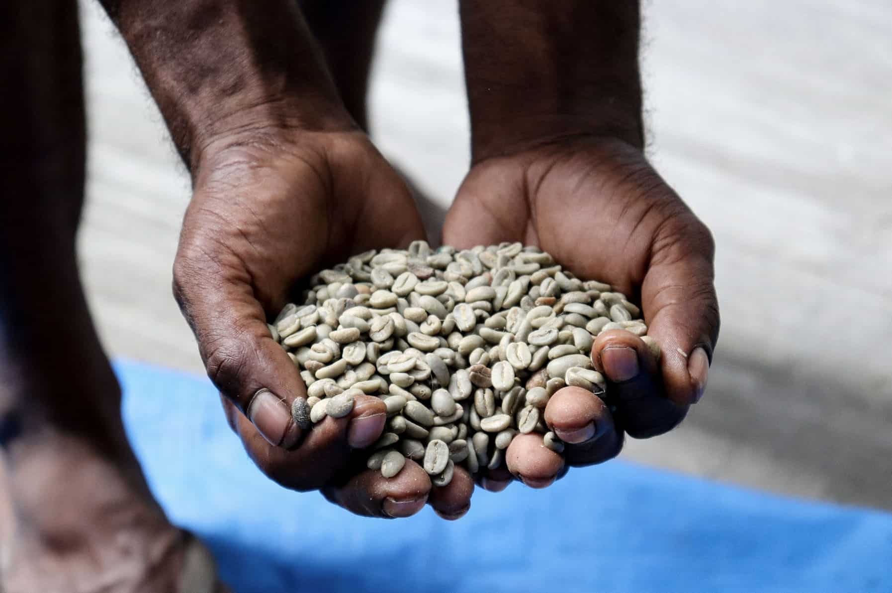 Timor-Leste's transition towards high-value coffee | MDF